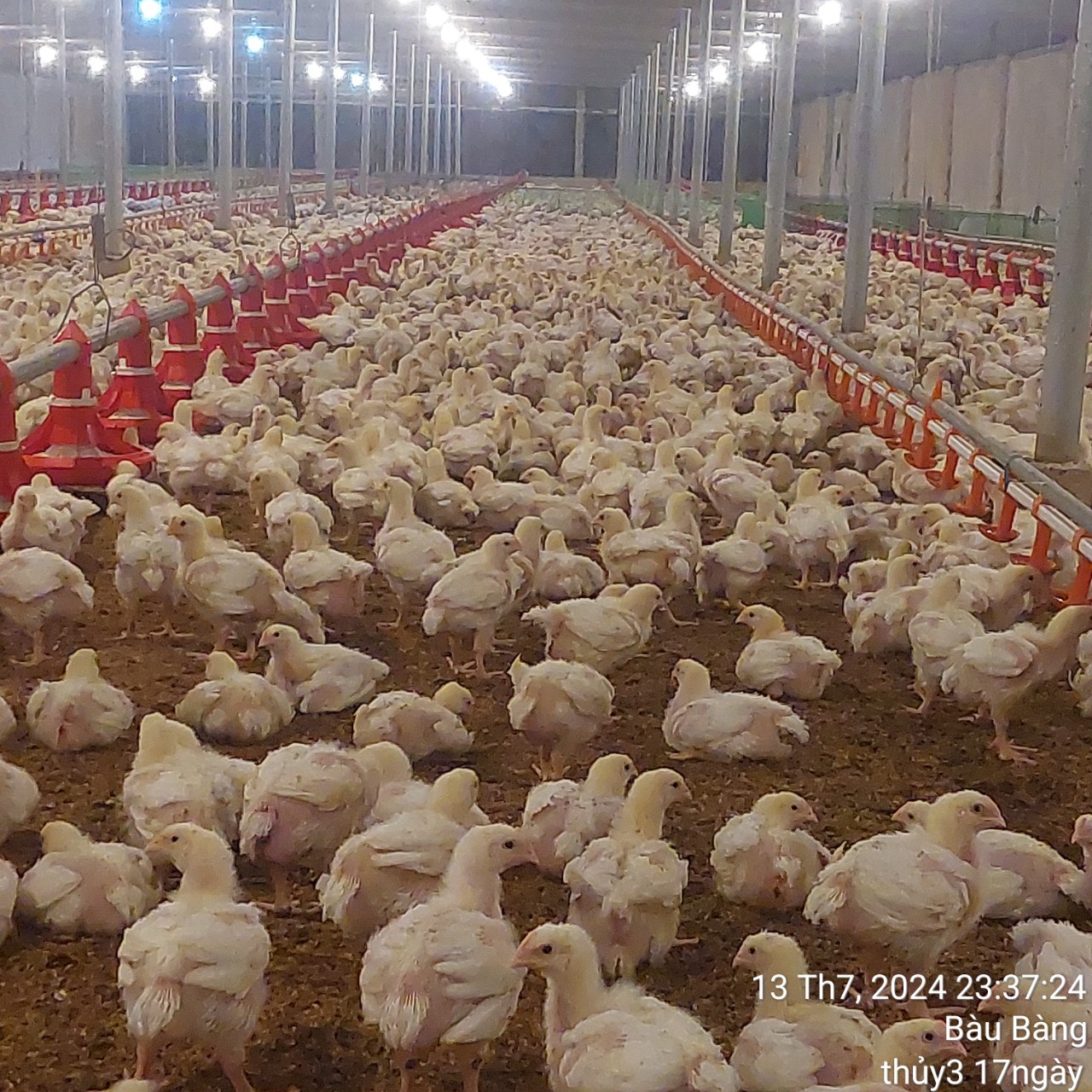 GÀ THỊT 3F 100 - 3F VIỆT